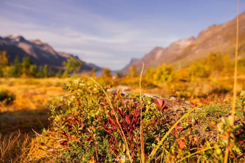Tromsø: Authentic Lyngen Alps expedition with scenic lunch - Who Is This Tour For?