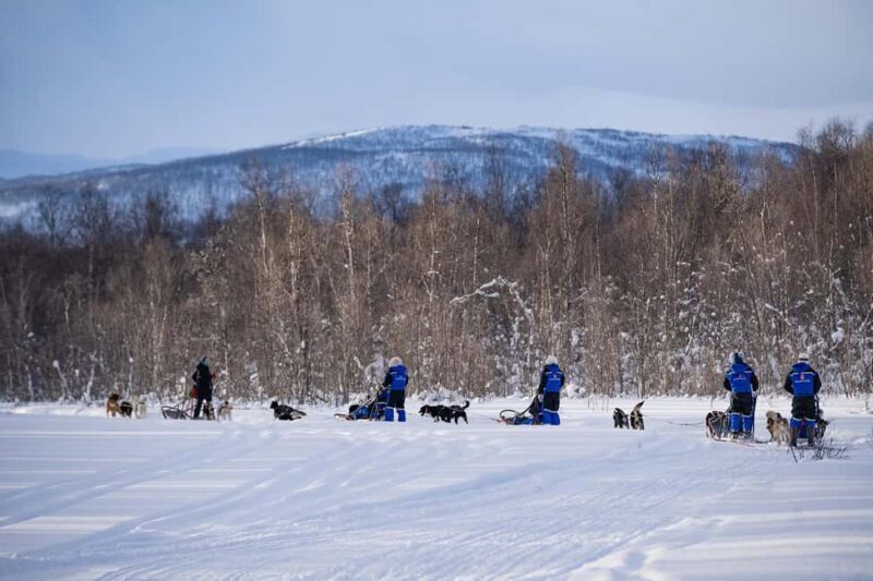 Tromsø: Dog Sledding Adventure at Camp Aspemo - Key Points
