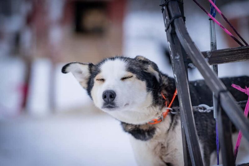 Tromsø: Dog Sledding Adventure at Camp Aspemo - Why This Dog Sledding Tour Stands Out