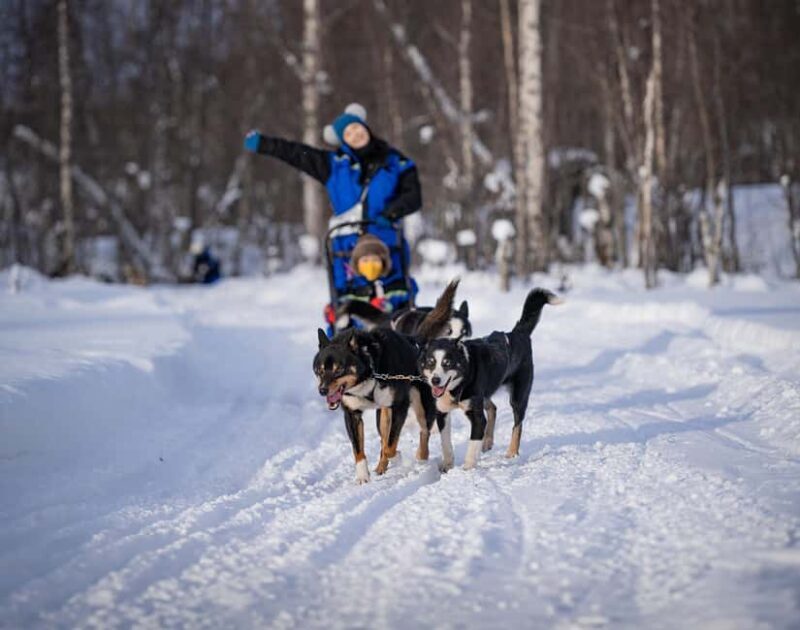 Tromsø: Dog Sledding Adventure at Camp Aspemo - Authentic Experiences and Practical Tips