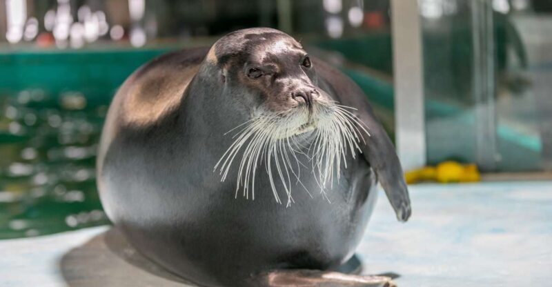 Tromsø: Entrance Ticket to Polaria - Key Points