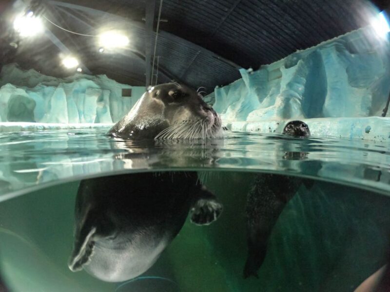 Tromsø: Entrance Ticket to Polaria - An Extensive Breakdown of the Polaria Experience