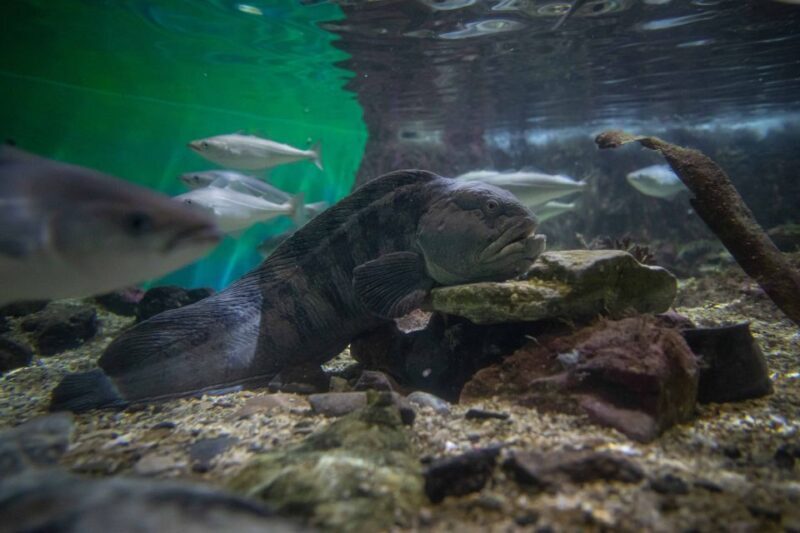 Tromsø: Entrance Ticket to Polaria - Final Thoughts