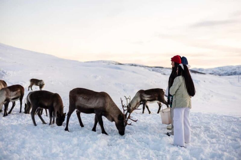 Tromsø: Exclusive Sámi Reindeer Experience with herders - Key Points