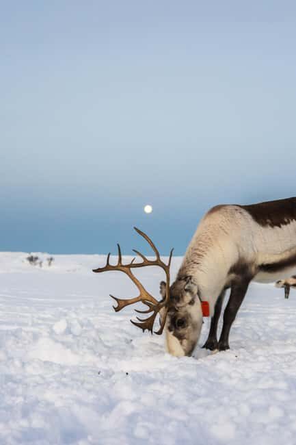 Tromsø: Exclusive Sámi Reindeer Experience with herders - The Journey to the Grazing Grounds