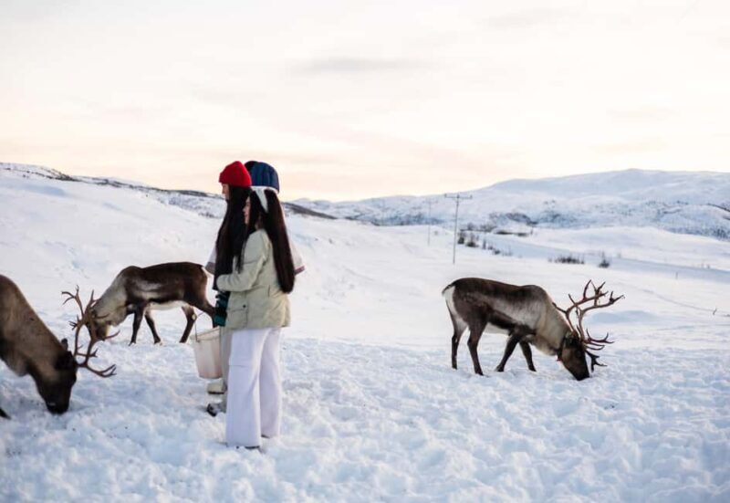 Tromsø: Exclusive Sámi Reindeer Experience with herders - Stories & Cultural Context