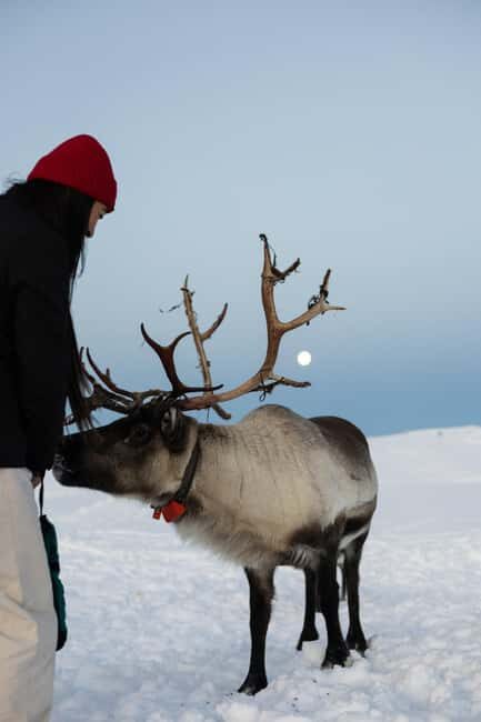 Tromsø: Exclusive Sámi Reindeer Experience with herders - Food & Refreshments