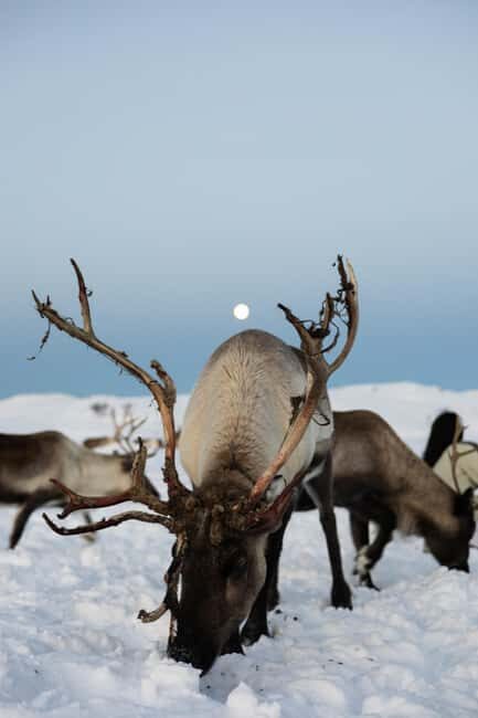 Tromsø: Exclusive Sámi Reindeer Experience with herders - What to Keep in Mind