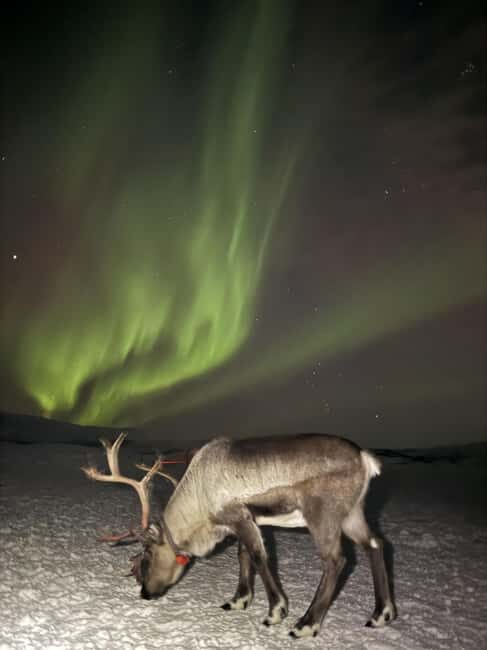 Tromsø: Exclusive Sámi Reindeer Experience with herders - In summary, this is an experience that combines nature, culture, and genuine interaction. It offers a rare chance to step into Sami life, observe reindeer in their natural habitat, and leave with a deeper appreciation of Arctic traditions. For travelers seeking authenticity, meaningful conversations, and memorable moments, this tour delivers.