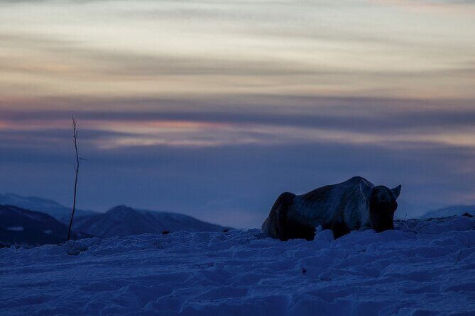 Tromsø: Fjord Adventure Tour with Wildlife and Lunch - FAQ