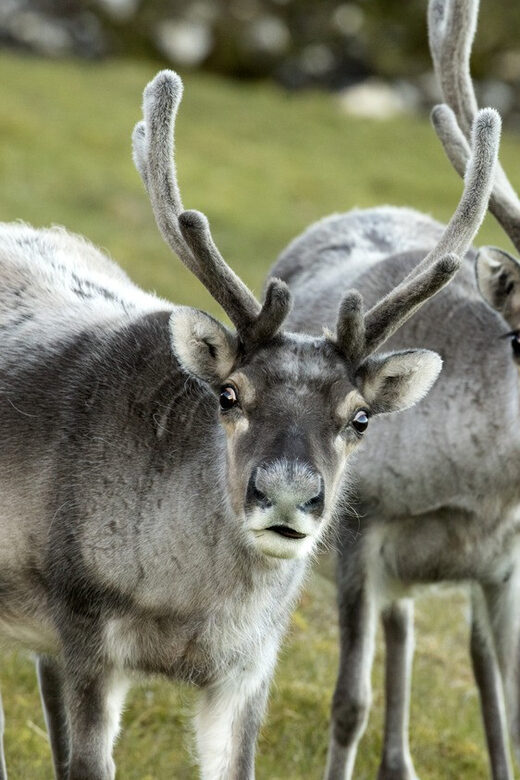 Tromso: Fjord Arctic Adventure Expedition - Frequently Asked Questions