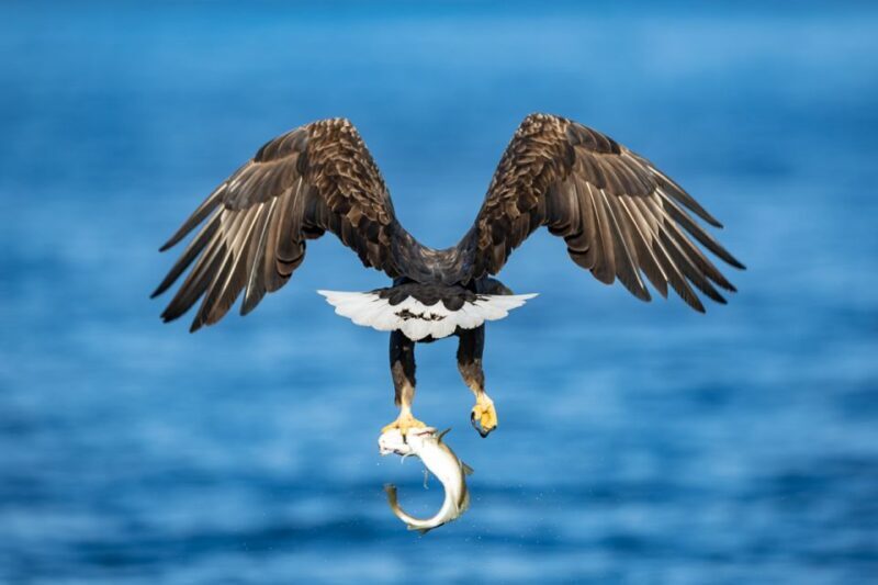 Tromsø: Fjord History Cruise with Snack and Drinks - FAQ