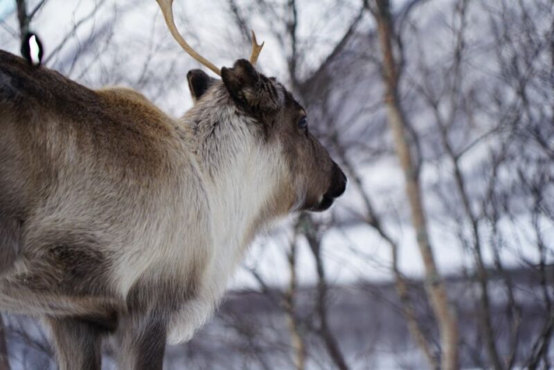 Tromsø: Fjord Sightseeing in a Tesla X Luxury Electric Car - An In-Depth Look at the Fjord Sightseeing Experience