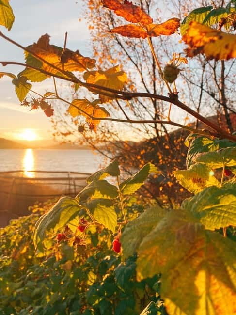 Tromsø: Guided Hiking Tour with Roundtrip Transfers - Who This Tour Is Perfect For