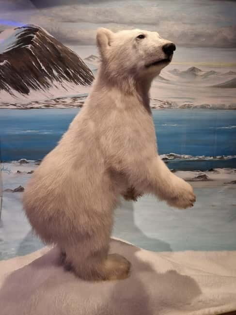 Tromsø: Guided Polar Bear Walk incl. Polaria & Polar Museum - The Value of the Experience