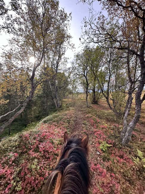 Tromsø: Horseback Riding Tour - Final Thoughts