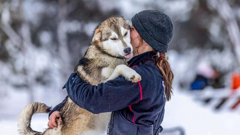 Tromsø: Husky Meet and Greet with Homemade Chocolate Cake - Tromsø: Husky Meet and Greet with Homemade Chocolate Cake – A Close Encounter with Norway’s Favorite Dogs