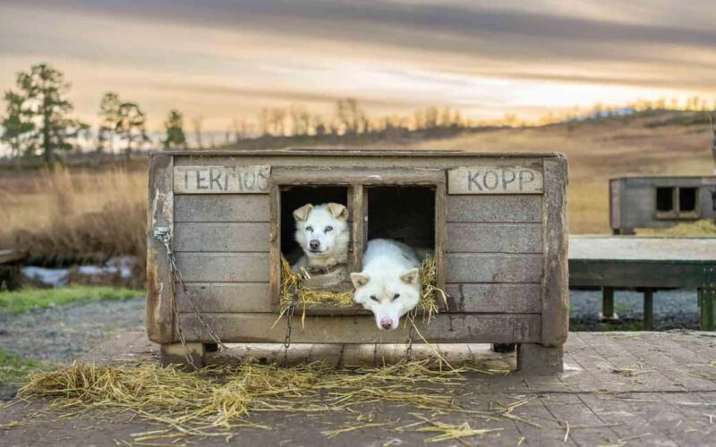 Tromsø: Husky Meet and Greet with Homemade Chocolate Cake - Key Points