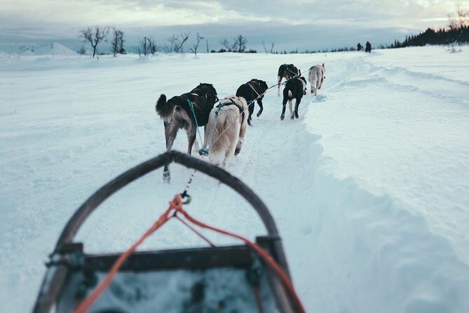 Tromso Husky Self-Drive Sledding with Cake and Drink in Lavvu - Final Thoughts