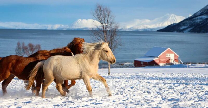 Tromsø: Lyngen Horse Stud Farm Visit - What to Expect from the Visit