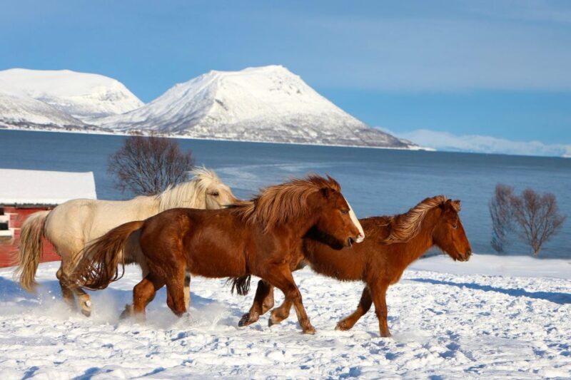 Tromsø: Lyngen Horse Stud Farm Visit - Riding Experience (Weather Permitting)