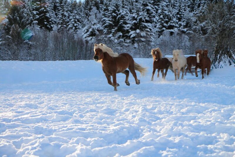 Tromsø: Lyngen Horse Stud Farm Visit - What Reviewers Say