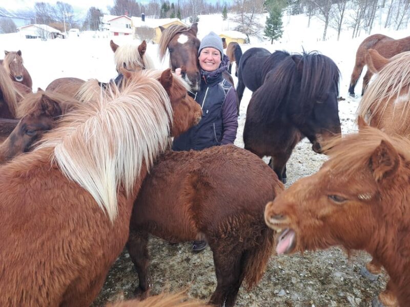 Tromsø: Lyngen Horse Winter Riding Experience - Key Points