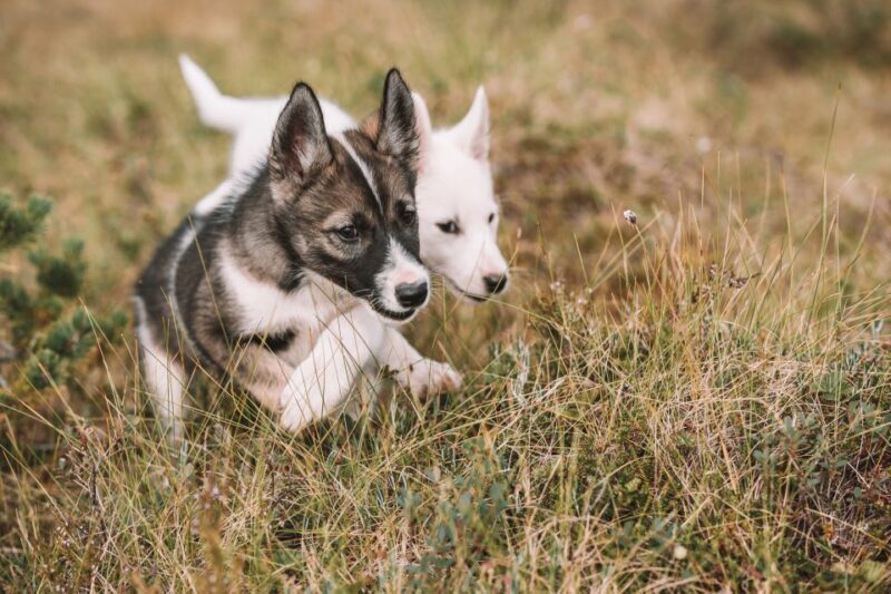 Tromsø: Puppy Training at the Husky Kennel with Lunch - The Breakdown of the Experience