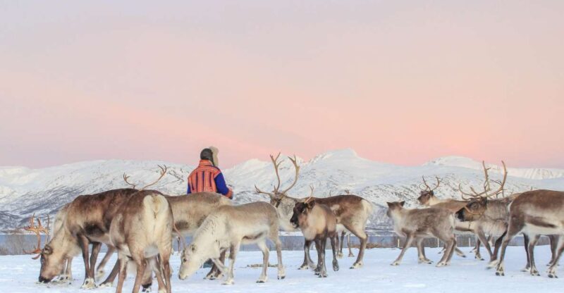 Tromsø: Reindeer Camp and Sami Cultural Tour with Lunch - What to Expect from the Reindeer Camp and Sami Cultural Tour