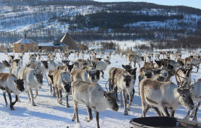 Tromsø: Reindeer Camp and Sami Cultural Tour with Lunch - Overall Value and Practical Tips