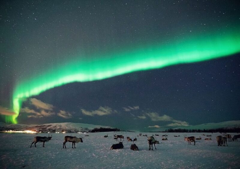 Tromsø: Reindeer Camp Dinner with Chance of Northern Lights - FAQs