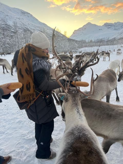 Tromsø: Reindeer Experience at a Sami Camp - Key Points