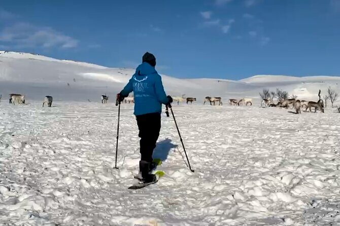 Tromso: Reindeer Feeding and Snowshoeing Tour with Lunch - The Sum Up