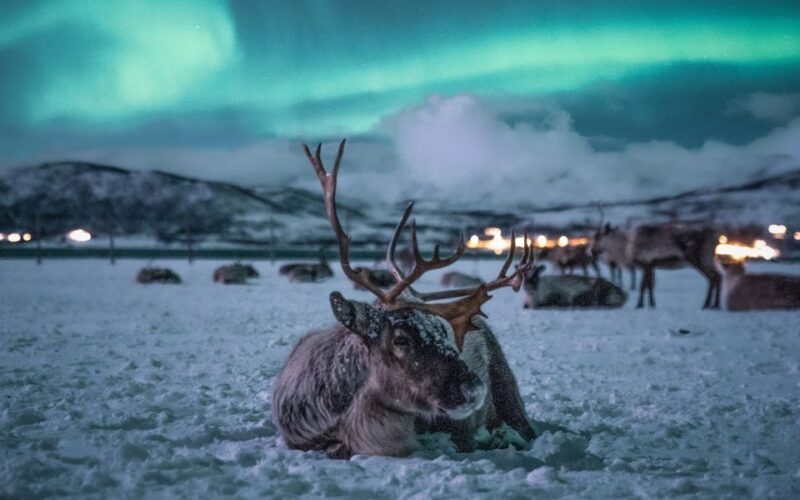 Tromsø: Reindeer Sled, Dinner, and Chance of Northern Lights - An In-Depth Look at the Experience