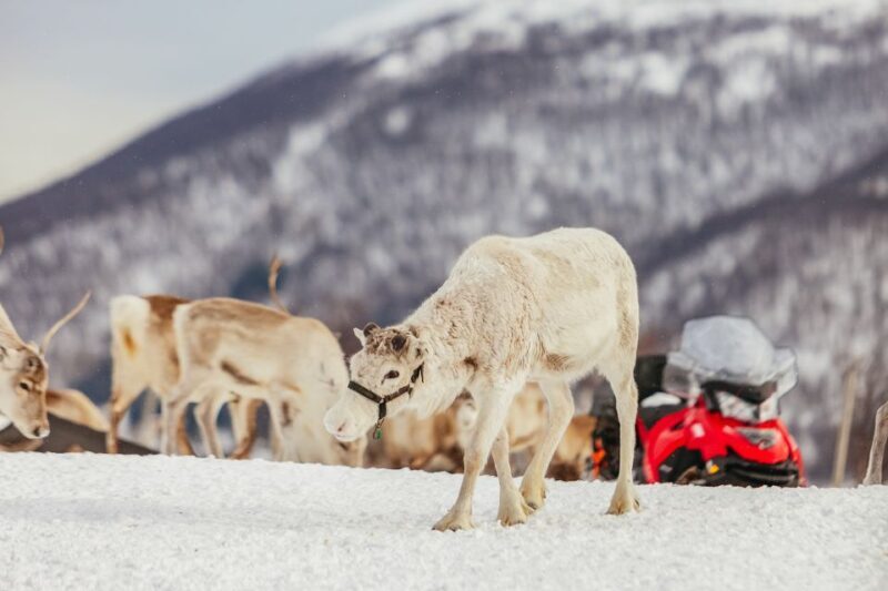 Tromsø: Reindeer Sledding & Feeding with a Sami Guide - Key Points