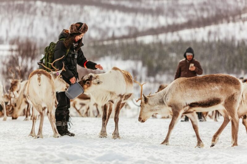 Tromsø: Reindeer Sledding & Feeding with a Sami Guide - A Complete Breakdown of the Experience