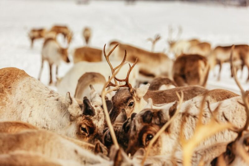 Tromsø: Reindeer Sledding & Feeding with a Sami Guide - Who Should Consider This Tour?