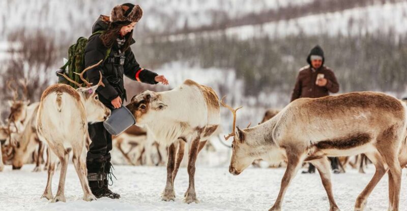 Tromsø: Reindeer Sledding & Feeding with a Sami Guide - Frequently Asked Questions
