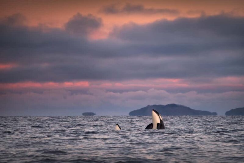 Tromsø: Responsible Whale Watching Cruise Aboard MS Alba - Tromsø: Responsible Whale Watching Cruise Aboard MS Alba — A Detailed Review