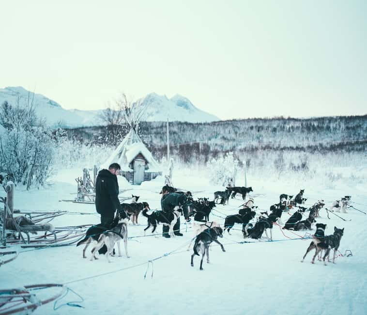 Tromsø: Self-Drive Husky Dog Sledding Adventure - Key Points