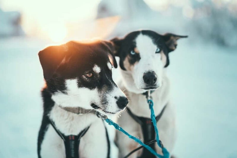 Tromsø: Self-Drive Husky Dog Sledding Adventure - What to Expect from the Tour