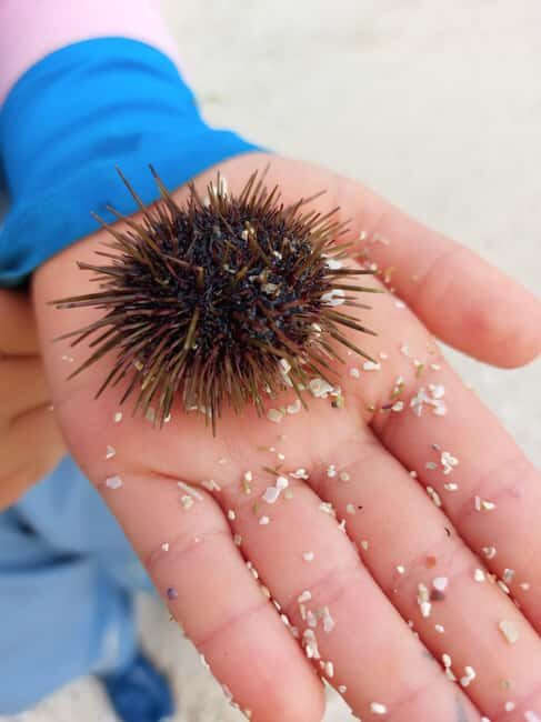 Tromsø: Sommaroy Fjord Tour with Lunch Option - Final Photo Stop and Return