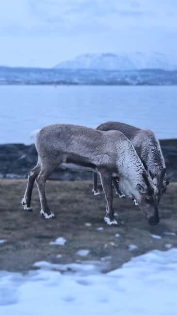 Tromsø: Sommerøya and Kvaløya Arctic Fjords Tour with Lunch - Who Should Take This Tour?
