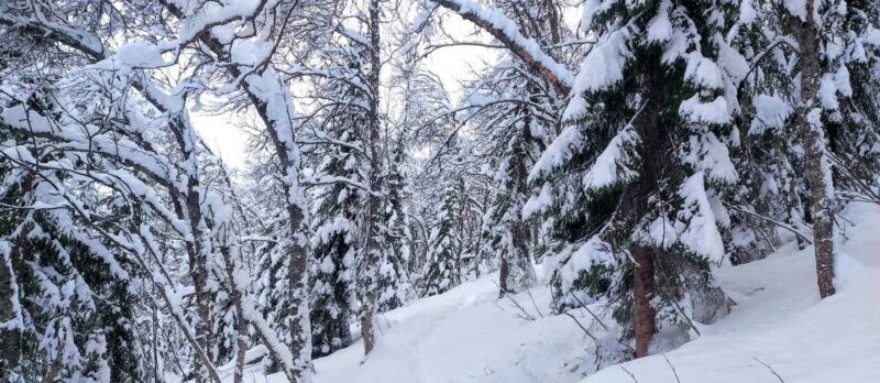 Tromsø Street to Wilderness: Guided Snowshoe Hike - Tromsø Street to Wilderness: Guided Snowshoe Hike — An Authentic Arctic Adventure