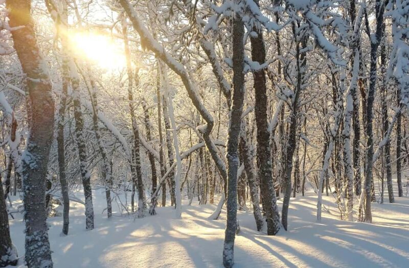 Tromsø Street to Wilderness: Guided Snowshoe Hike - The Experience in Detail: From Street to Wilderness