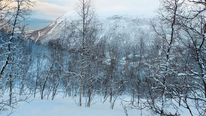 Tromsø Street to Wilderness: Guided Snowshoe Hike - Final Thoughts: The Value of a Guided Snowshoe Hike in Tromsø