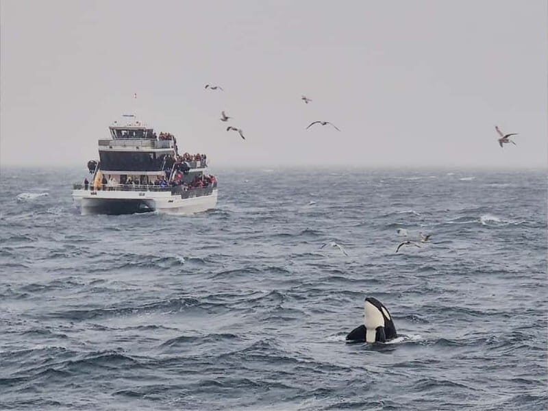 Tromsø: Whale Watching on hybrid boat with scenic bustrip - What Makes This Tour Special?