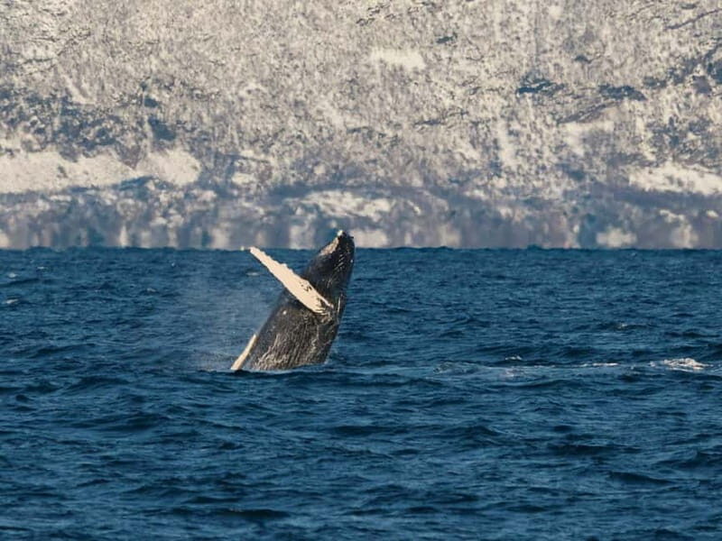 Tromsø: Whale Watching on hybrid boat with scenic bustrip - Scenery and Comfort