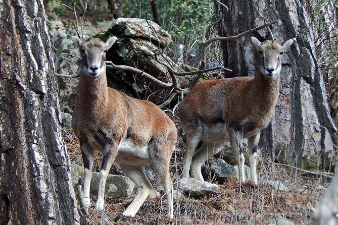 Troodos Jeep Safari from Protaras,Ayia napa & Larnaca - Who Should Book This Tour?