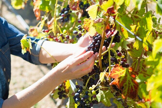 Troodos Mountains Grape Escape: All Inclusive Food & Wine Tour - The Sum Up: Is the Troodos Mountains Grape Escape Worth It?